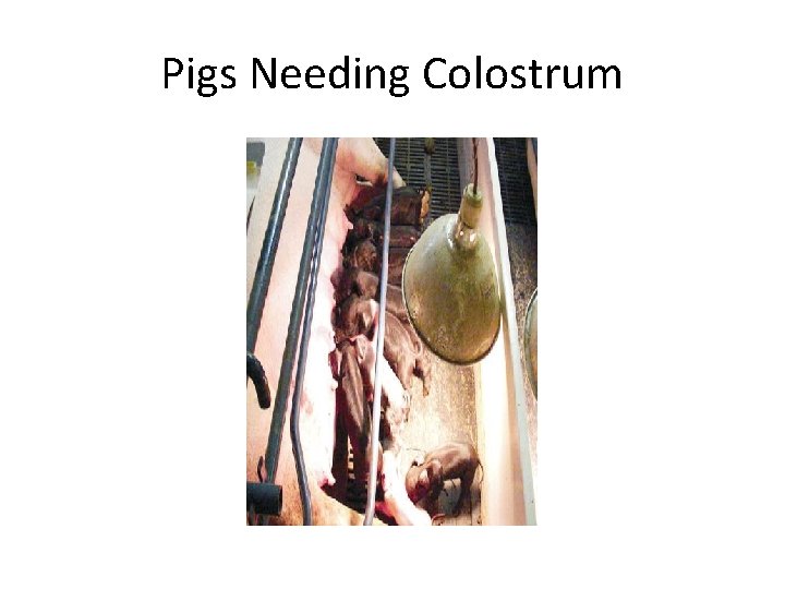 PIGLET MANAGEMENT Birth to Weaning Piglet Management Goals