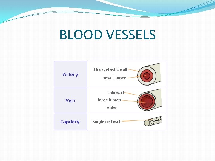 THE CARDIOVASCULAR CIRCULATORY SYSTEM Subtopic BLOOD VESSELS OBJECTIVES