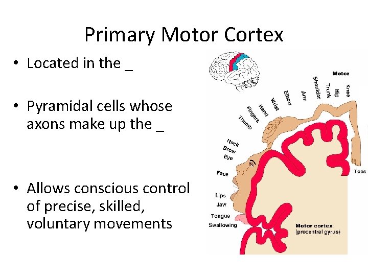 Basic Pattern of the Central Nervous System Spinal