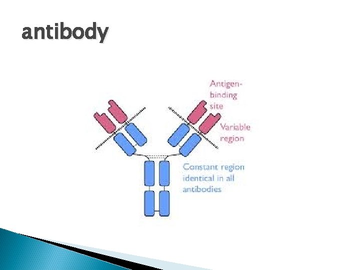 Higher Human Biology Specific Cellular Defence Immune Surveillance
