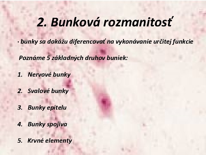 ivona a rastlinn bunka Alexandra Lukov 3 A