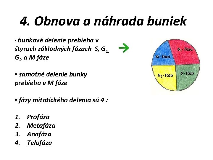 ivona a rastlinn bunka Alexandra Lukov 3 A