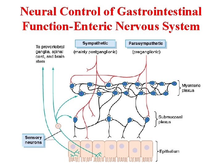 Lecture 1 Gastrointestinal Physiology Chapter 63 pages 797