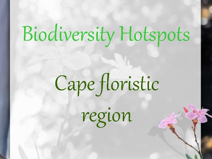 Biodiversity Hotspots Cape floristic region Background information The