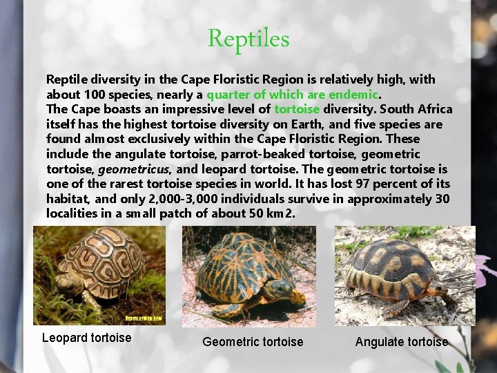 Biodiversity Hotspots Cape floristic region Background information The