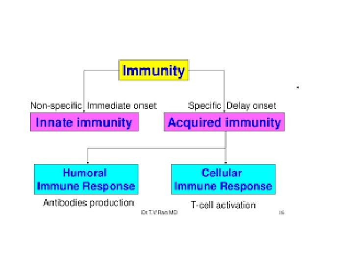 ANA 410 1 Immunology Introduction By Dr M