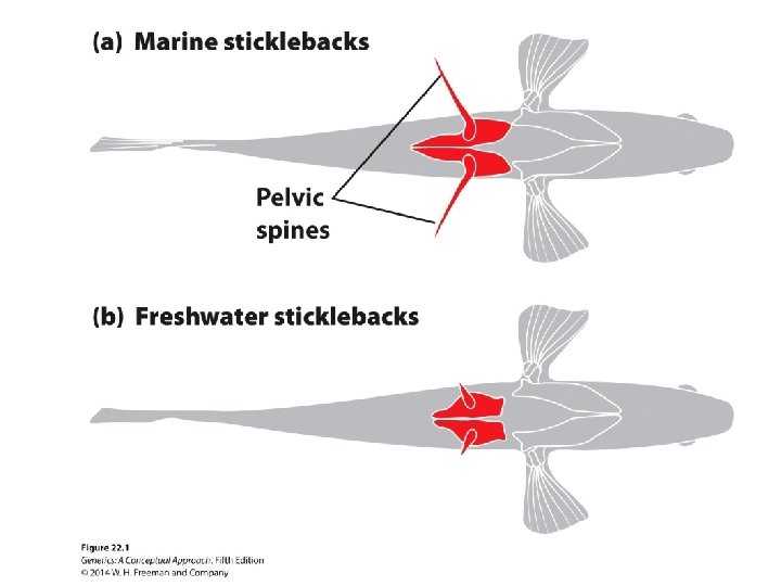 Benjamin A Pierce GENETICS A Conceptual Approach FIFTH