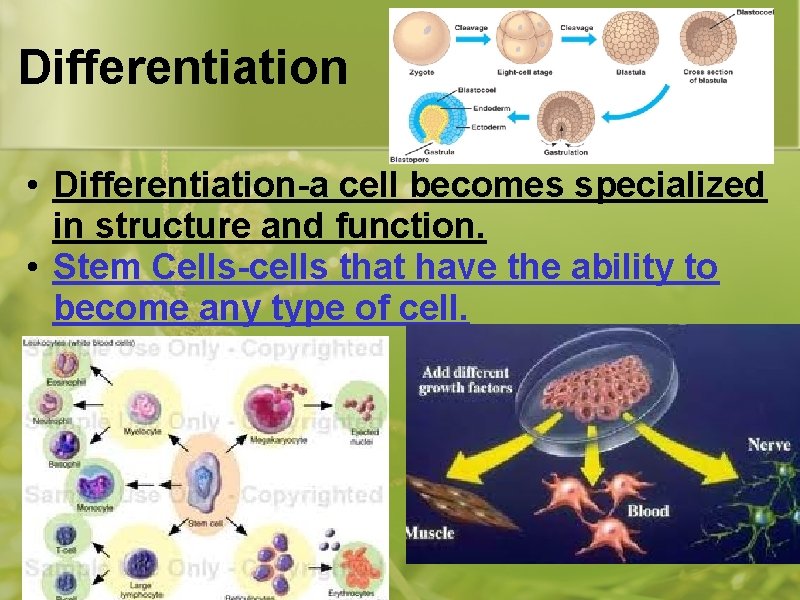 Biology I Chapter 13 Gene Technology Do Now