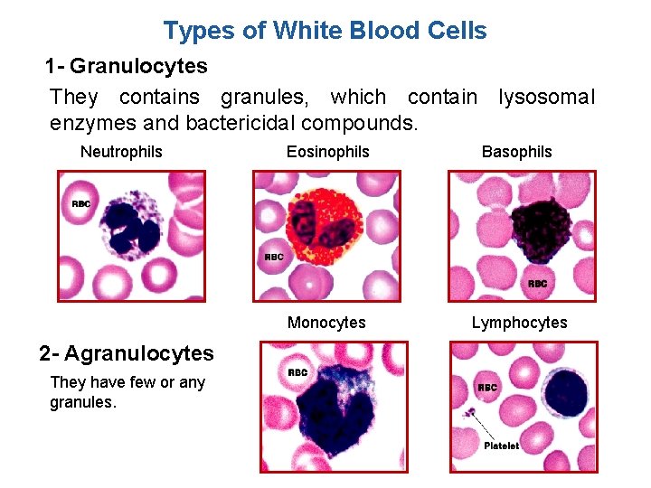 Lesson 4 Chapter 19 Blood2 Objectives 1 To