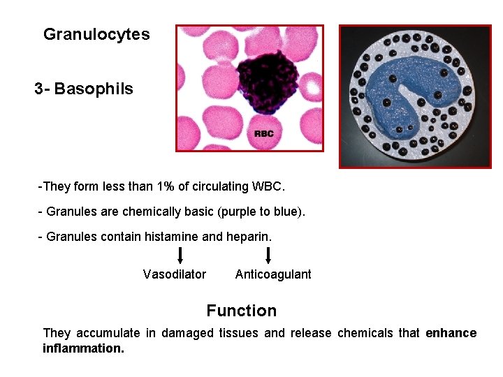 Lesson 4 Chapter 19 Blood2 Objectives 1 To