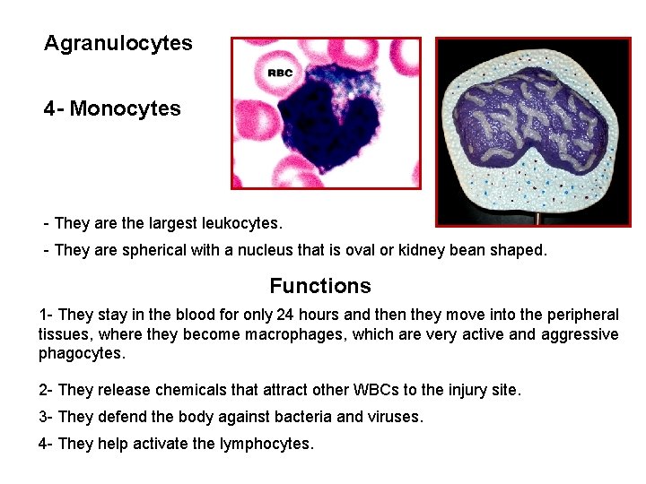 Lesson 4 Chapter 19 Blood2 Objectives 1 To