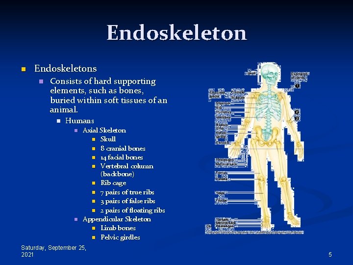 Skeletal System Packet 37 Saturday September 25 2021