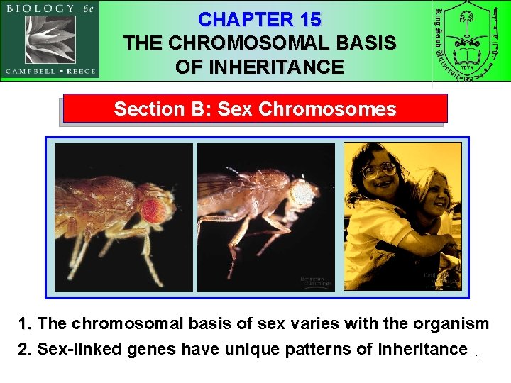 CHAPTER 15 THE CHROMOSOMAL BASIS OF INHERITANCE Section