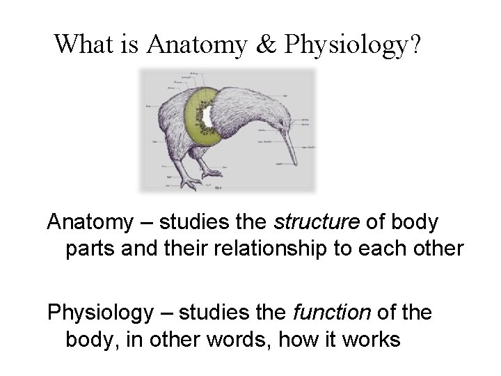 What is Anatomy Physiology Anatomy studies the structure