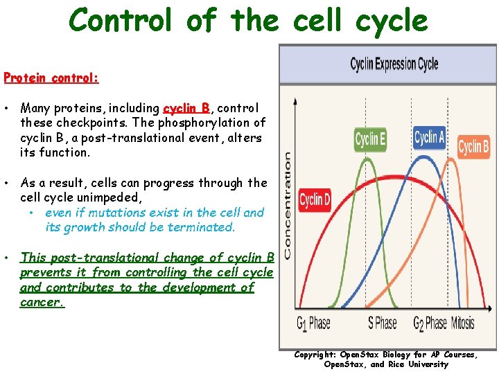 Human Biology BIOL 104 Talk Thirteen Cancer Cell
