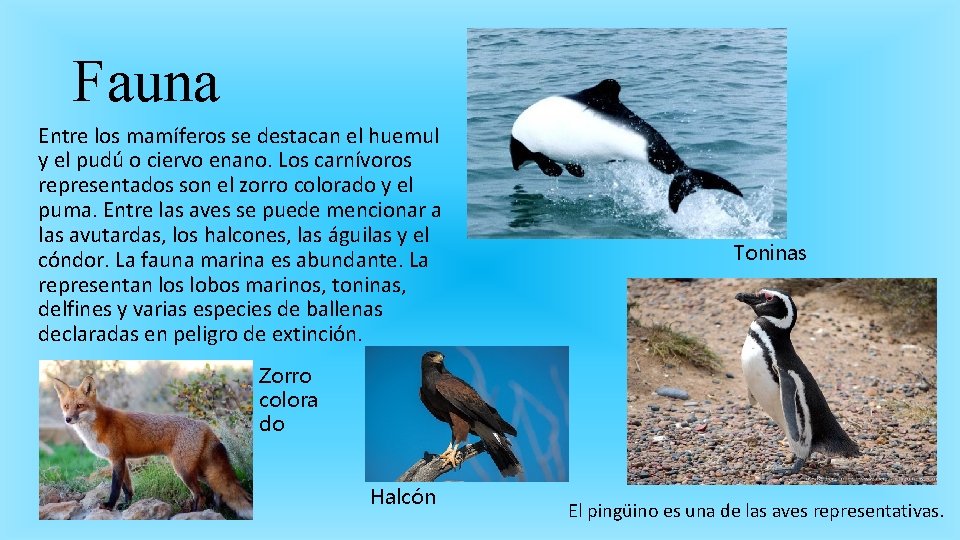 Bosque Andino Patagnico Geografa 3A Profesora Vanesa Del