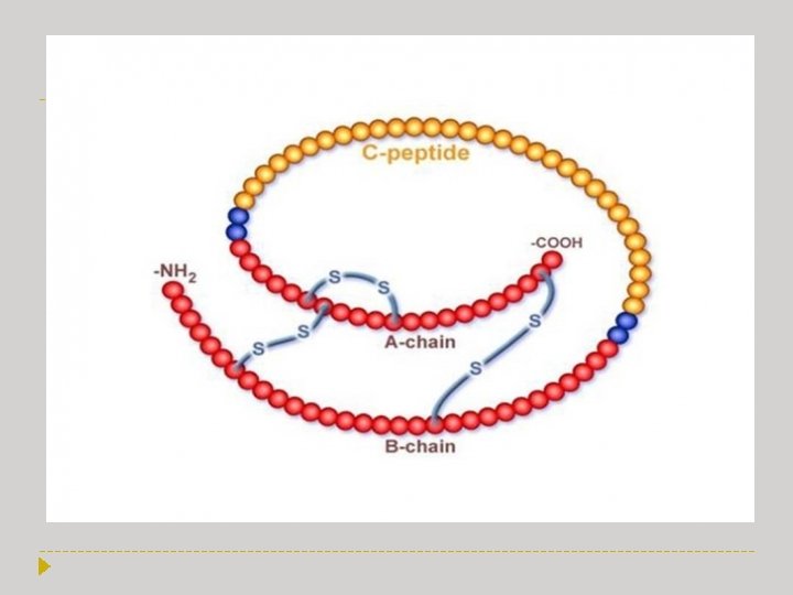 Radioimmunoassay and insulin determination Radioimmunoassay ...