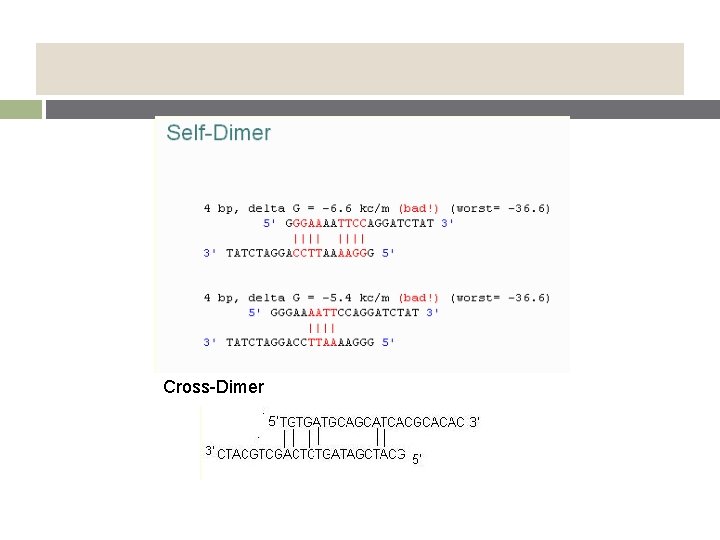 Polymerase Chain Reaction PCR v DNA Primer set