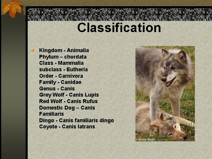 Wildlife Project n TimberGray Wolf History n Gray