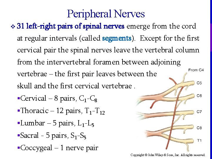 External Brain Anatomy v These three membranes are