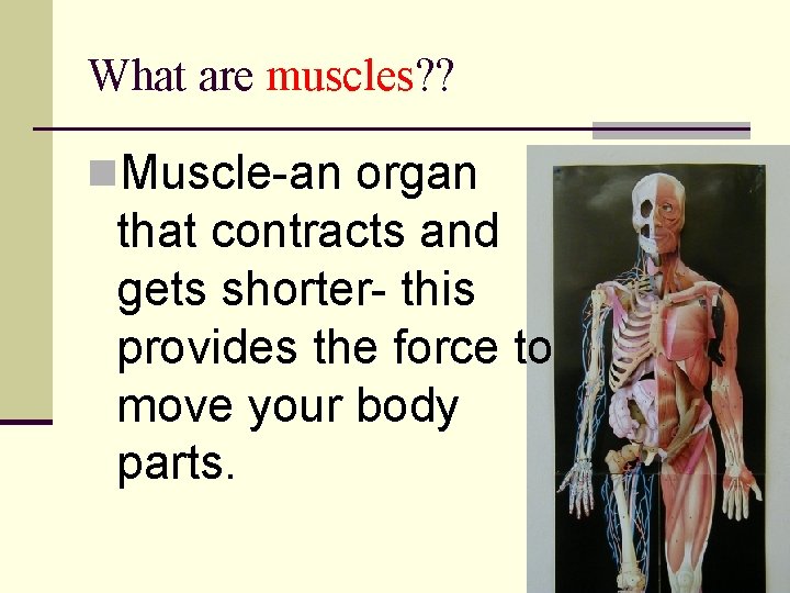 My Muscular System My muscles move my body