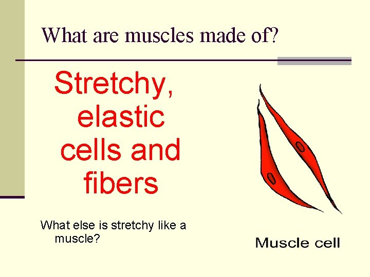 My Muscular System My muscles move my body
