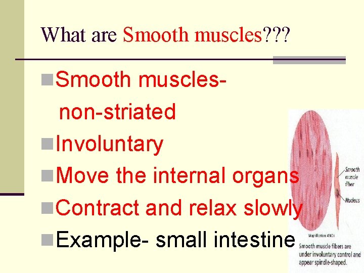 My Muscular System My muscles move my body