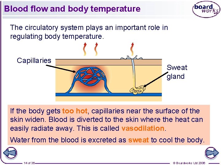 BTEC Sport The Circulatory System These icons indicate