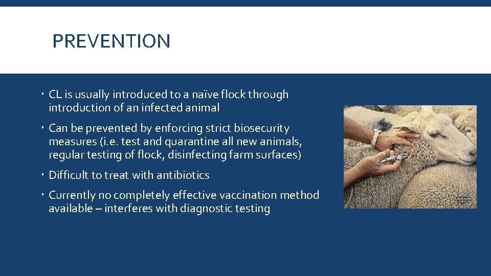 Caseous Lymphadenitis CL Alternative Treatments Maine Sheep Breeders