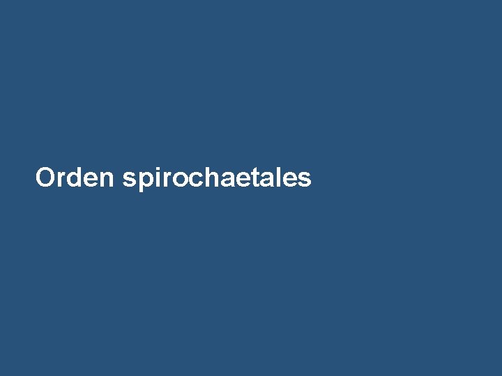 Orden spirochaetales Orden spirochaetales Familia spirochaetaceae Gnero ...