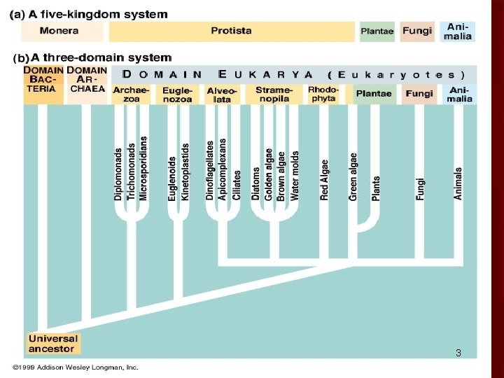 Classification of bacteria Prepared by DR IHSAN EDAN