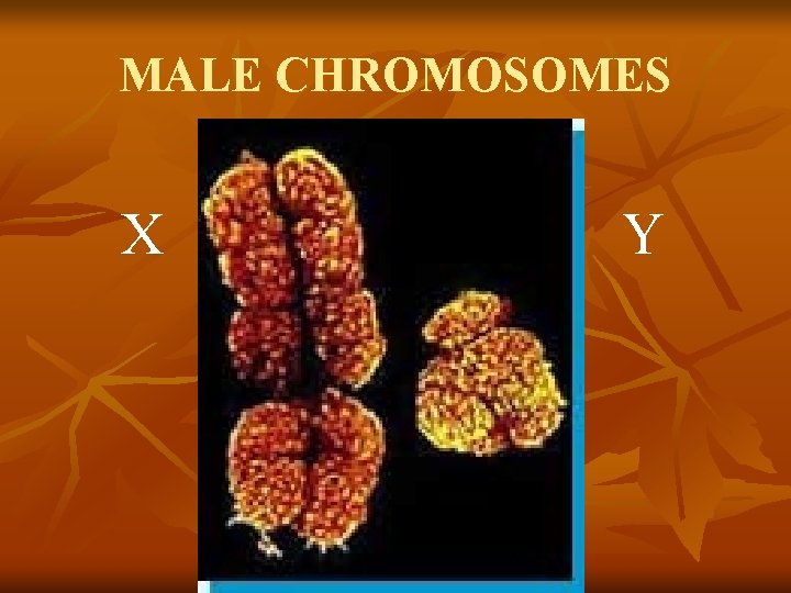 GENETICS II Patterns of Inheritance n n n