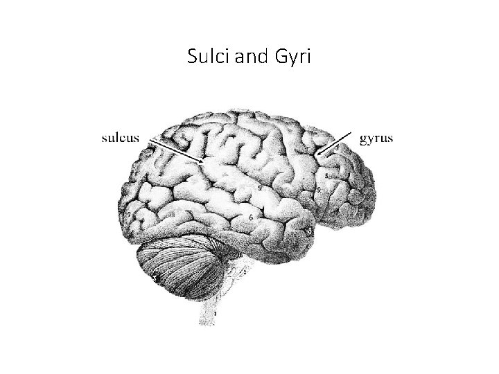 Module 2 Brain Brain Anatomy Lobes of Cerebrum