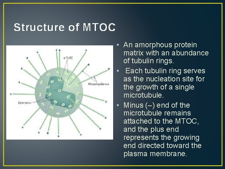 Cell architecture structure and functions of cytoskeletal framework
