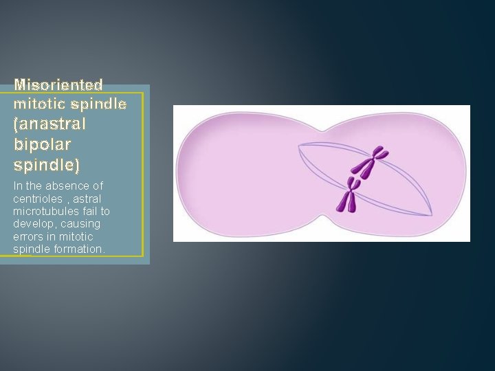 Cell architecture structure and functions of cytoskeletal framework