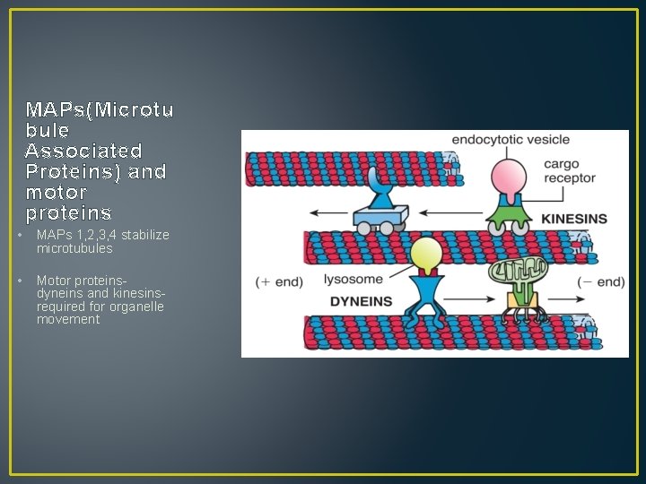 Cell architecture structure and functions of cytoskeletal framework