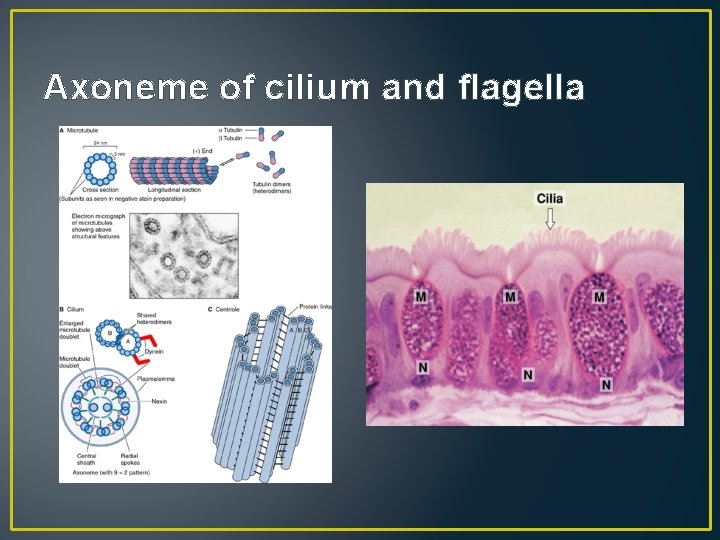 Cell architecture structure and functions of cytoskeletal framework