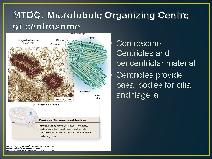 Cell architecture structure and functions of cytoskeletal framework