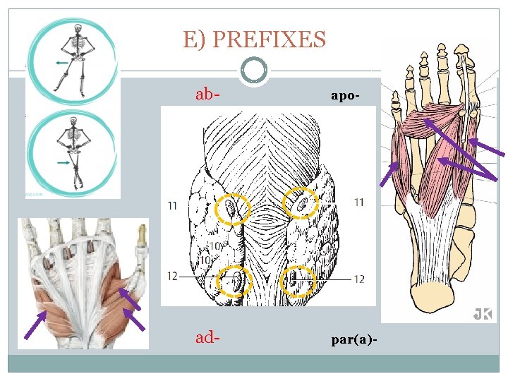 Basic Medical Terminology II SEMINAR 3 Revision How