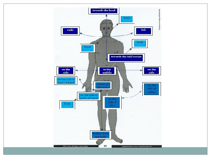 Basic Medical Terminology II SEMINAR 3 Revision How