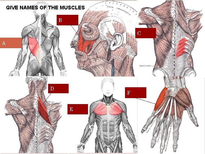 Basic Medical Terminology II SEMINAR 3 Revision How