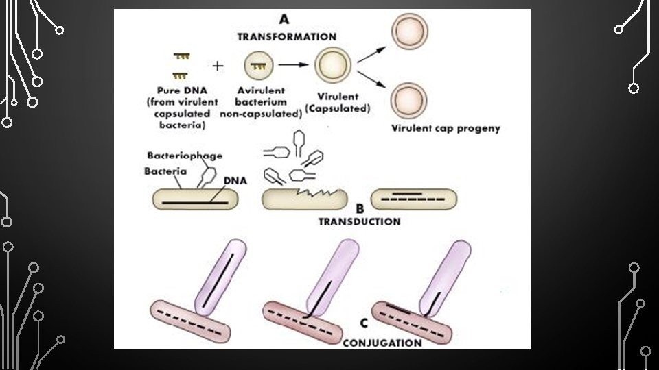 MICROBES PART 2 OBTAINING ENERGY AND REPODUCTION BACTERIAL