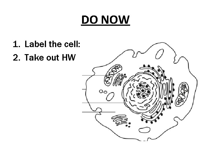 DO NOW 1 Label the cell 2 Take
