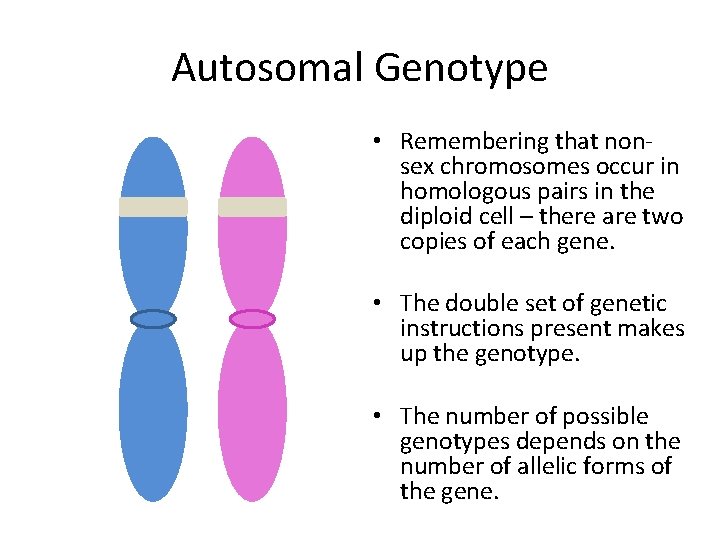 Genetic Terminology Gene Segment of DNA that codes