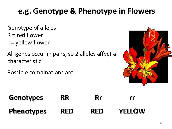 Genetic Terminology Gene Segment of DNA that codes