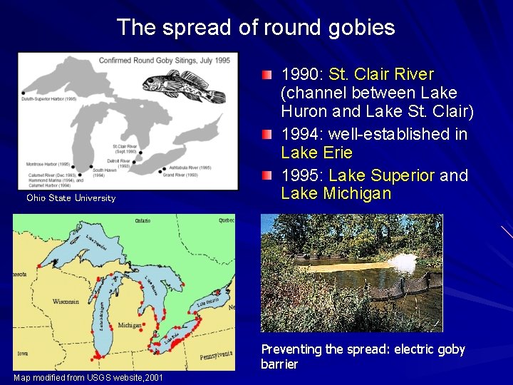 Predation Impacts of Round Goby on Zebra Mussels