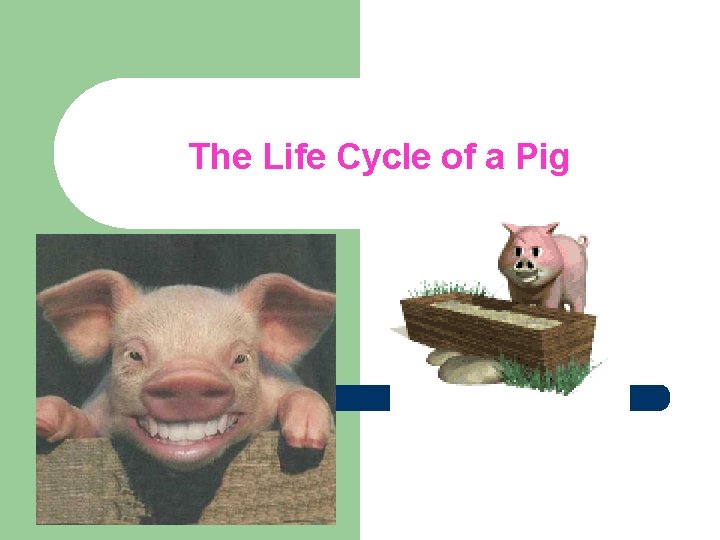 The Life Cycle of a Pig Farrowing House