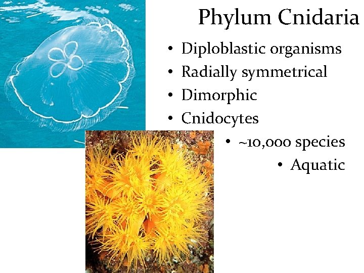 Phylum Coelenterata Cnidaria Ctenophora Phylum Cnidaria Diploblastic ...