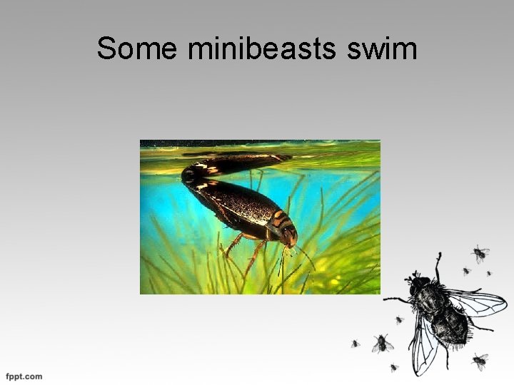 MINIBEASTS Slither and slide creep and crawl How