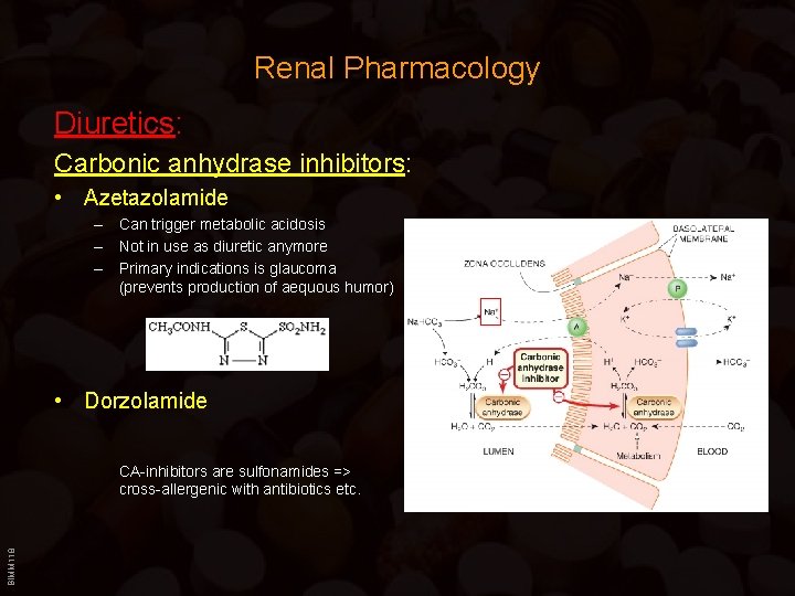 Renal Pharmacology Diuretics Carbonic Anhydrase Inhibitors Thiazides Loop